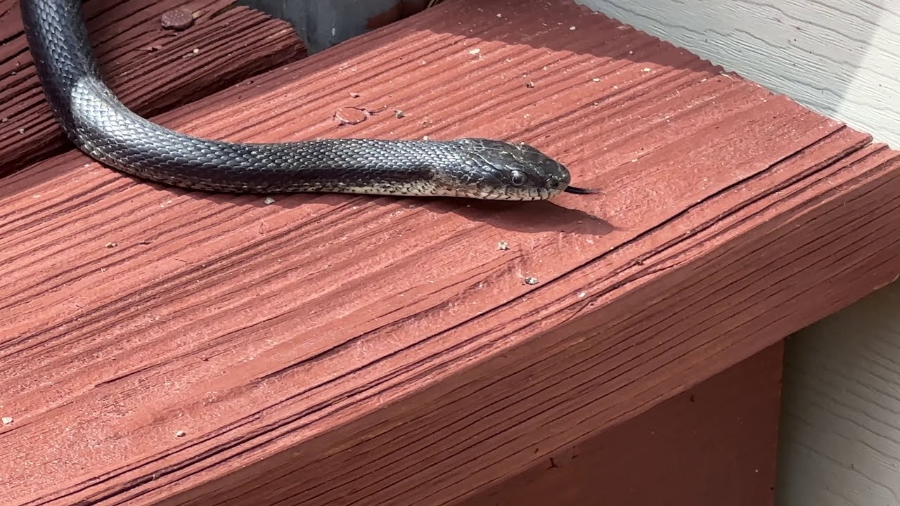 Snake on Deck - YouTube