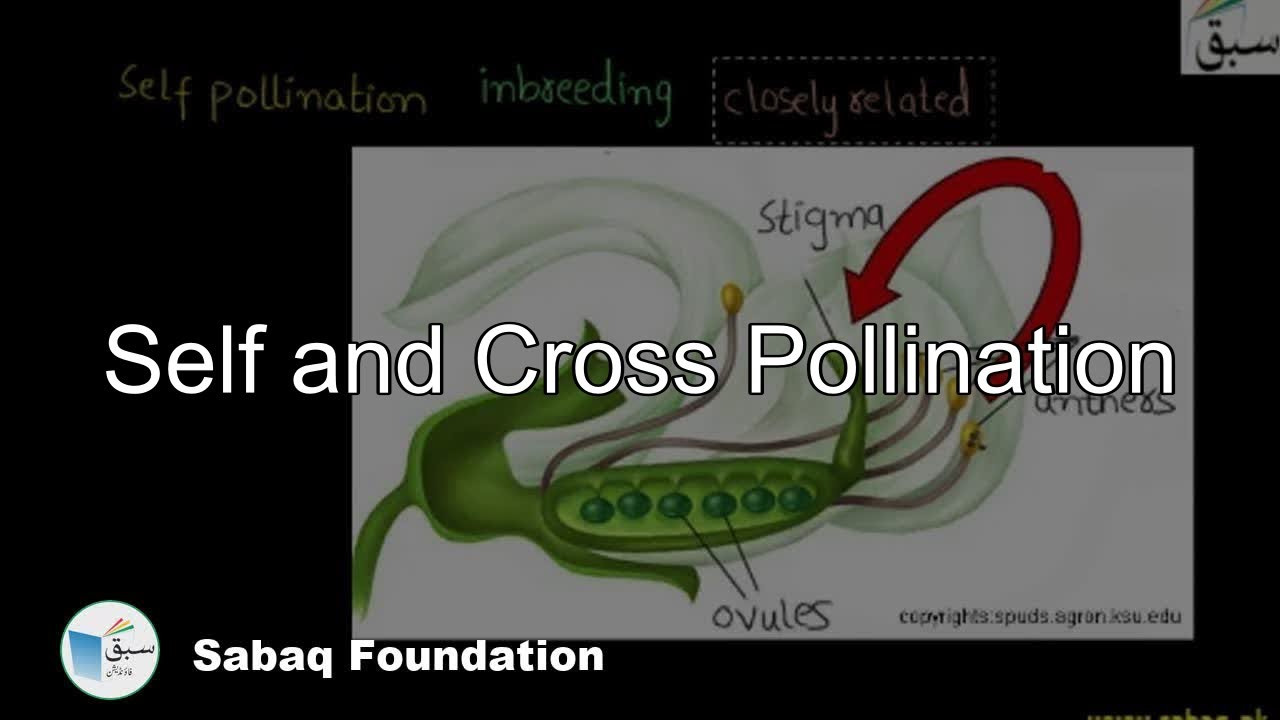 Self and Cross Pollination, Biology Lecture | Sabaq.pk - YouTube