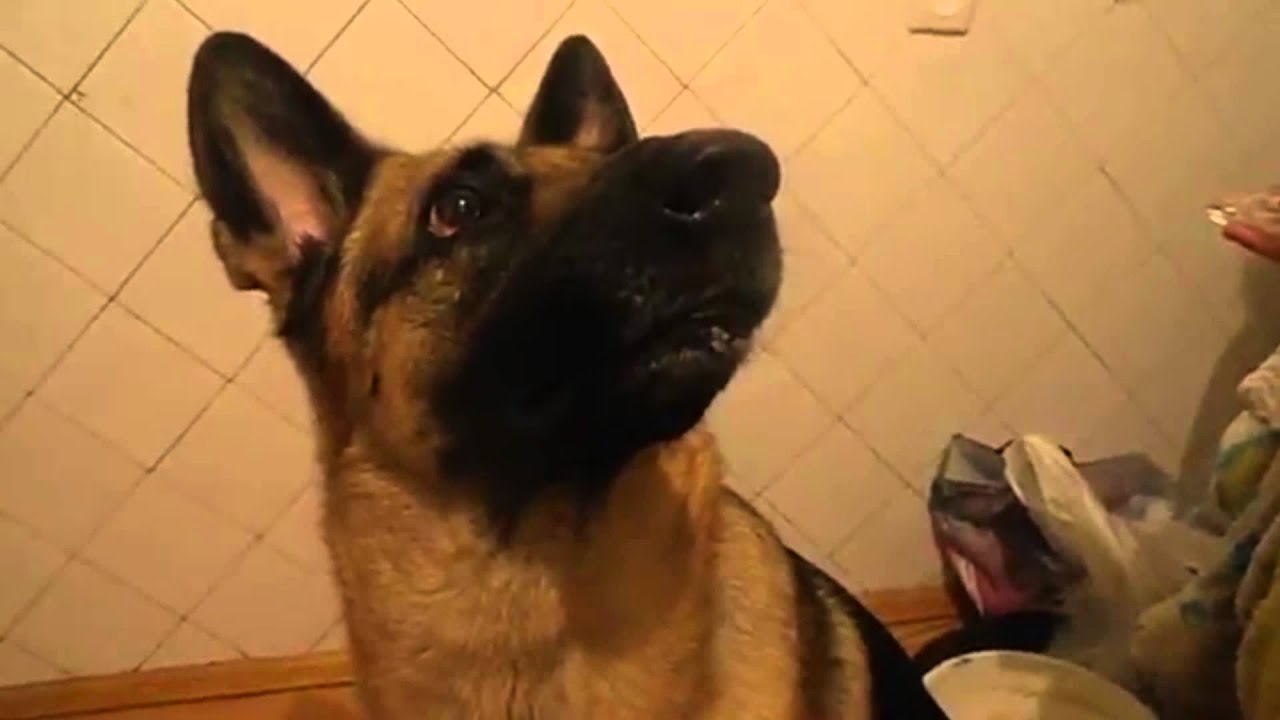 Epic Dog Facial Expressions! Epic Dog Video! - YouTube