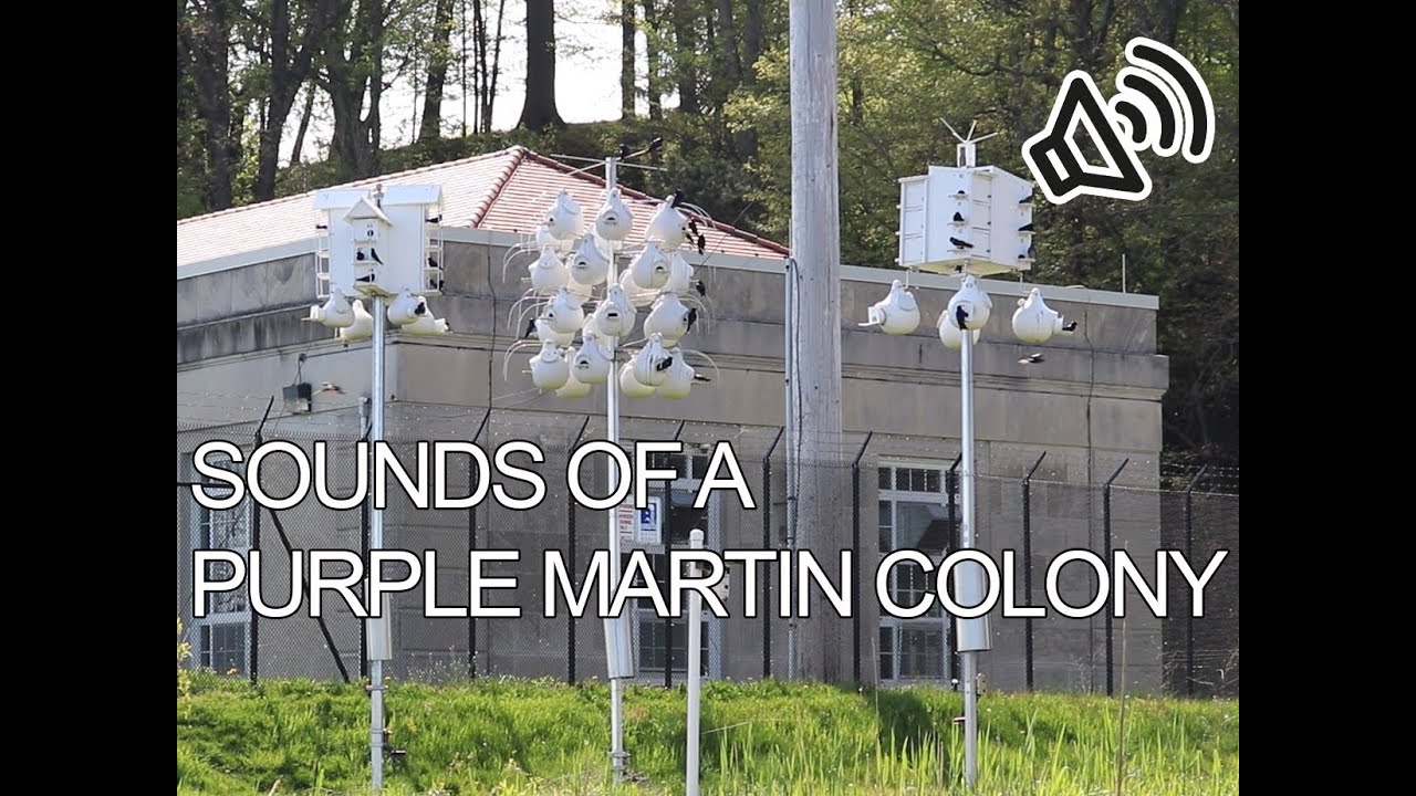 Sounds of a Purple Martin colony - YouTube