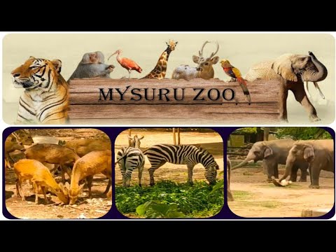 A Day at Mysore Zoo || A trip to Mysore Zoo – Full Video || Mysore Zoo ...