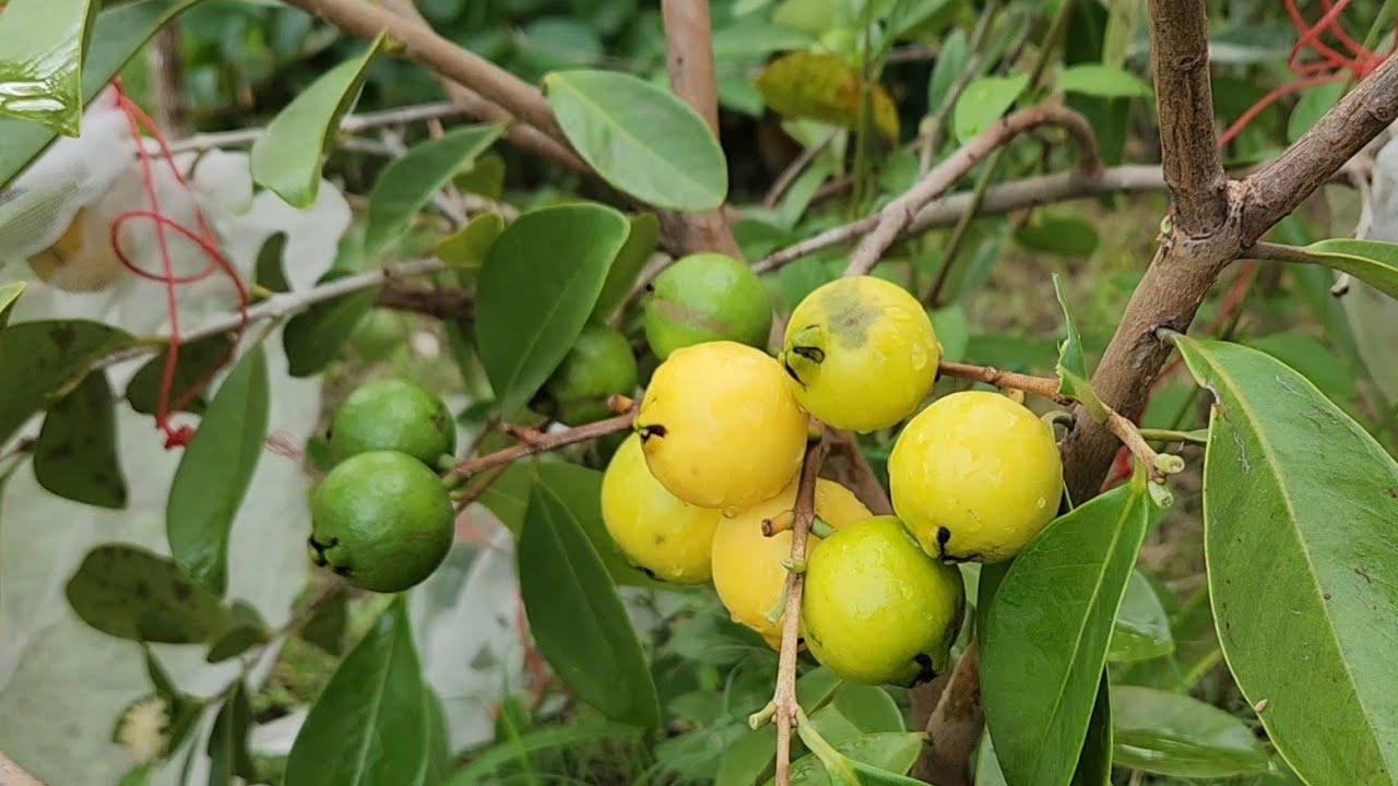 Harvest and eat yellow cherry guava from Hien garden, Elwood Hien - YouTube