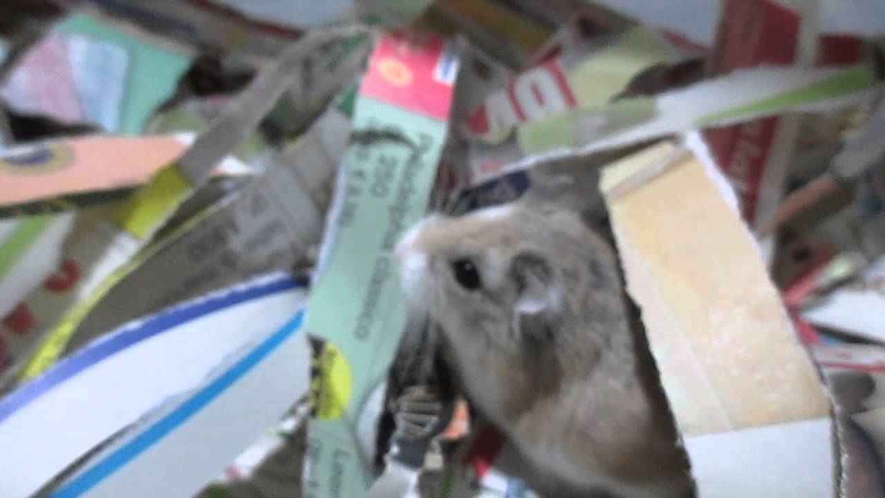 colonia cricetini roborosky - YouTube