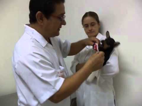 Mordaça ideal para contenção em cães.