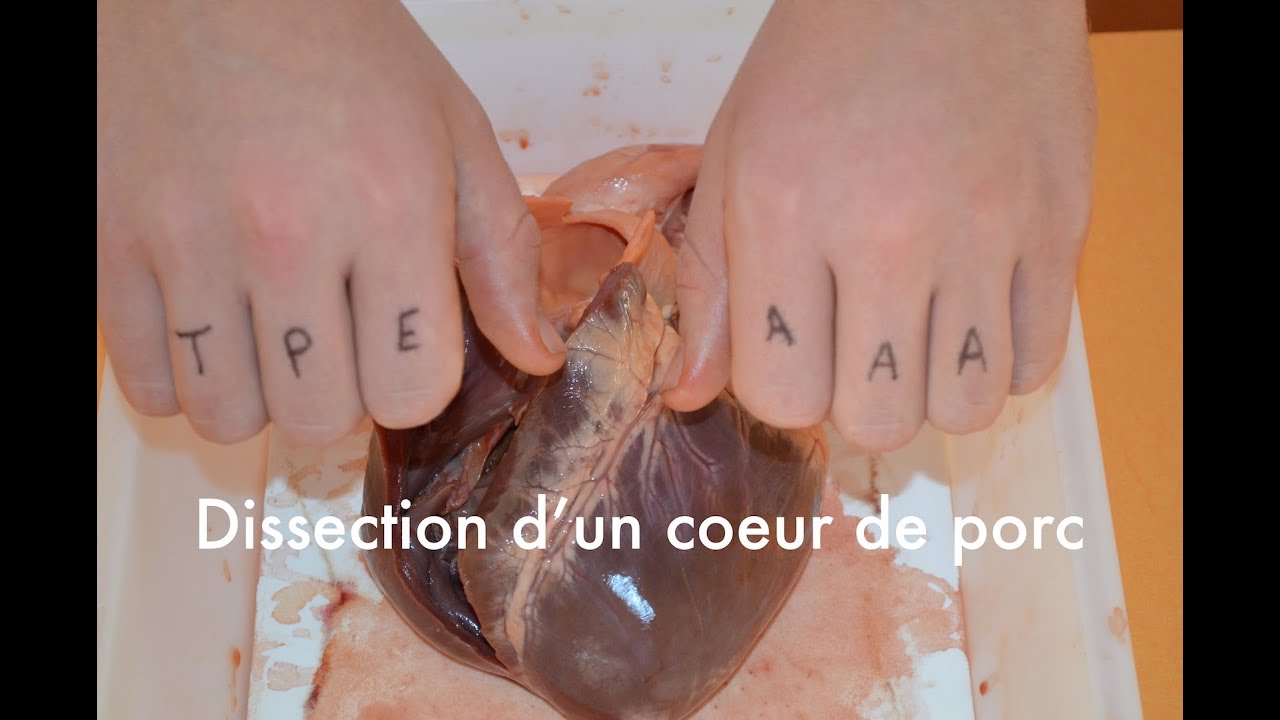 TPE 2015-2016 - Dissection d'un coeur de porc - YouTube