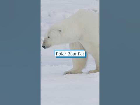 A thick layer of fat, largely derived from seal blubber, is key to a ...