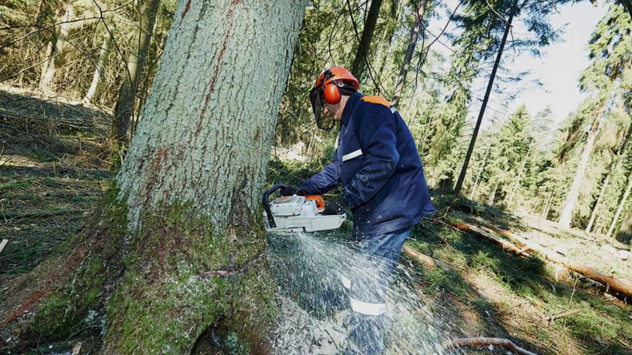 Tree Services Salem, OR. First Call Tree Services - YouTube