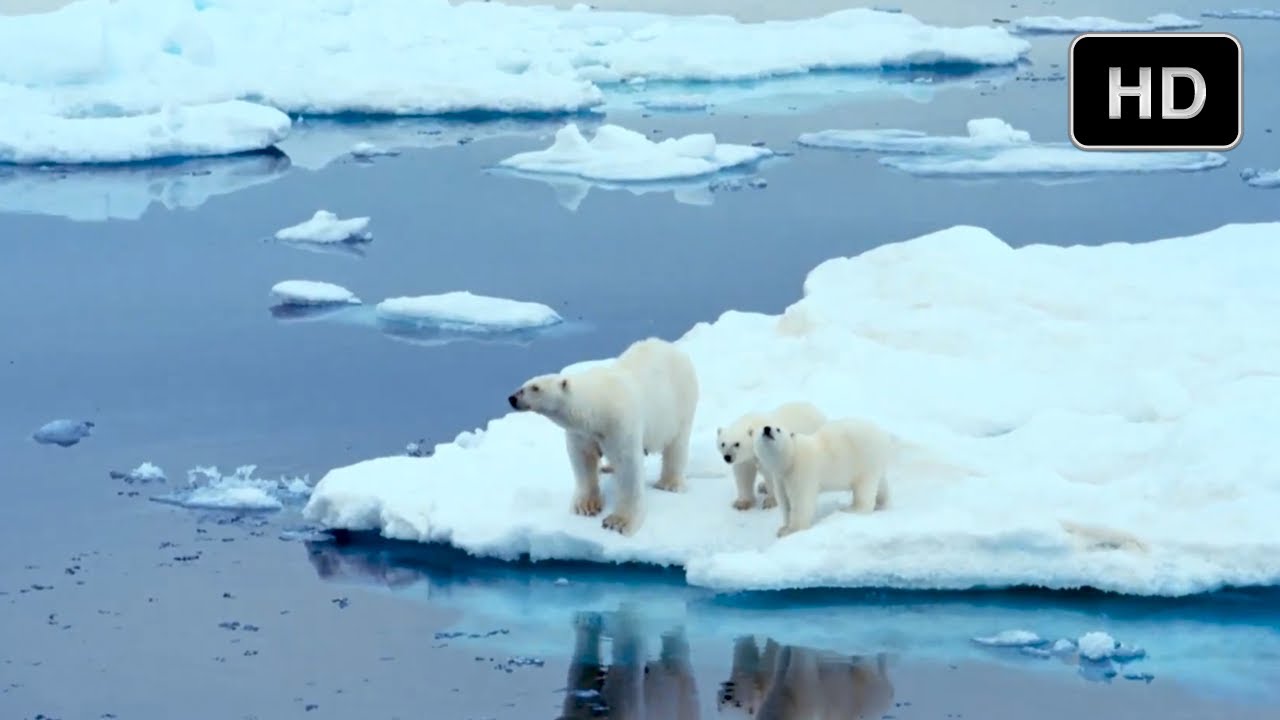 To The Arctic - Cute Polar Bear Cubs in IMAX 3D - YouTube