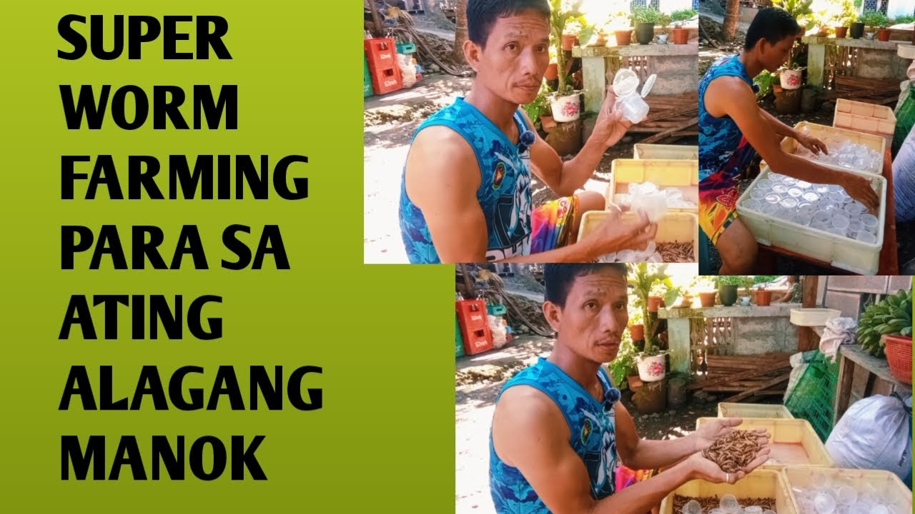 KAYLANGAN NA TALAGA NATING ELAGAY SA CUPS ANG MGA WORMS KASI MALAKI NA ...