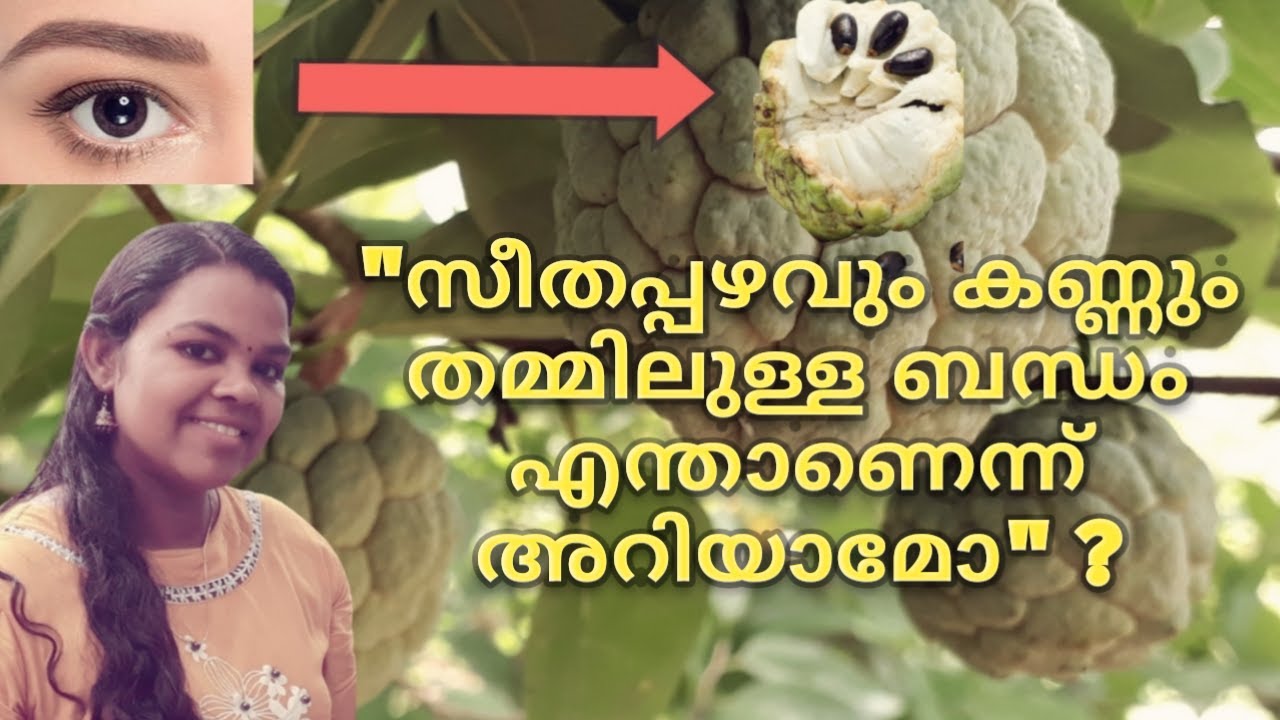 Benefits and uses of seethapazham 🌳🌳 /സീതപ്പഴത്തിനെപ്പറ്റി അറിയാം ...