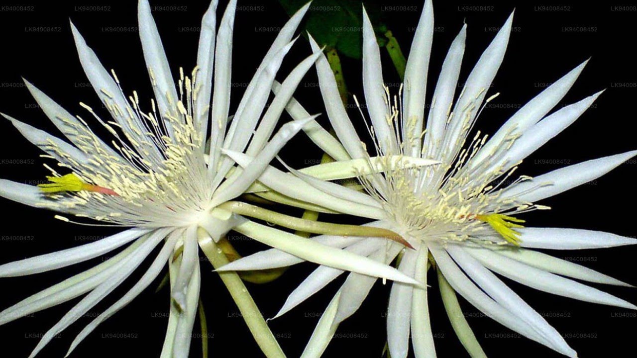 Kadupul Malpipila..... කඩුපුල් මල් පිපිලා.... - YouTube