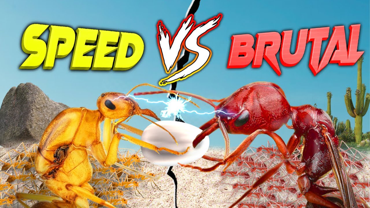 Ant War Unleashed: Messor structor vs Camponotus – Who Will Rule?😱 ...