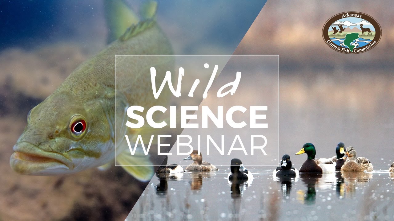 Wild Science Webinar: March 2021 - Smallmouth and Ducks - YouTube
