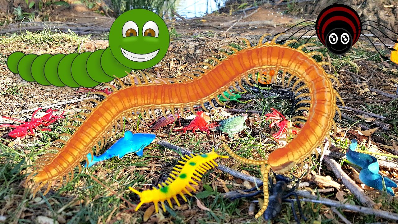 Plastic Bugs and Sea Creature Toy Hunt - Toddlers Playing and Learning ...