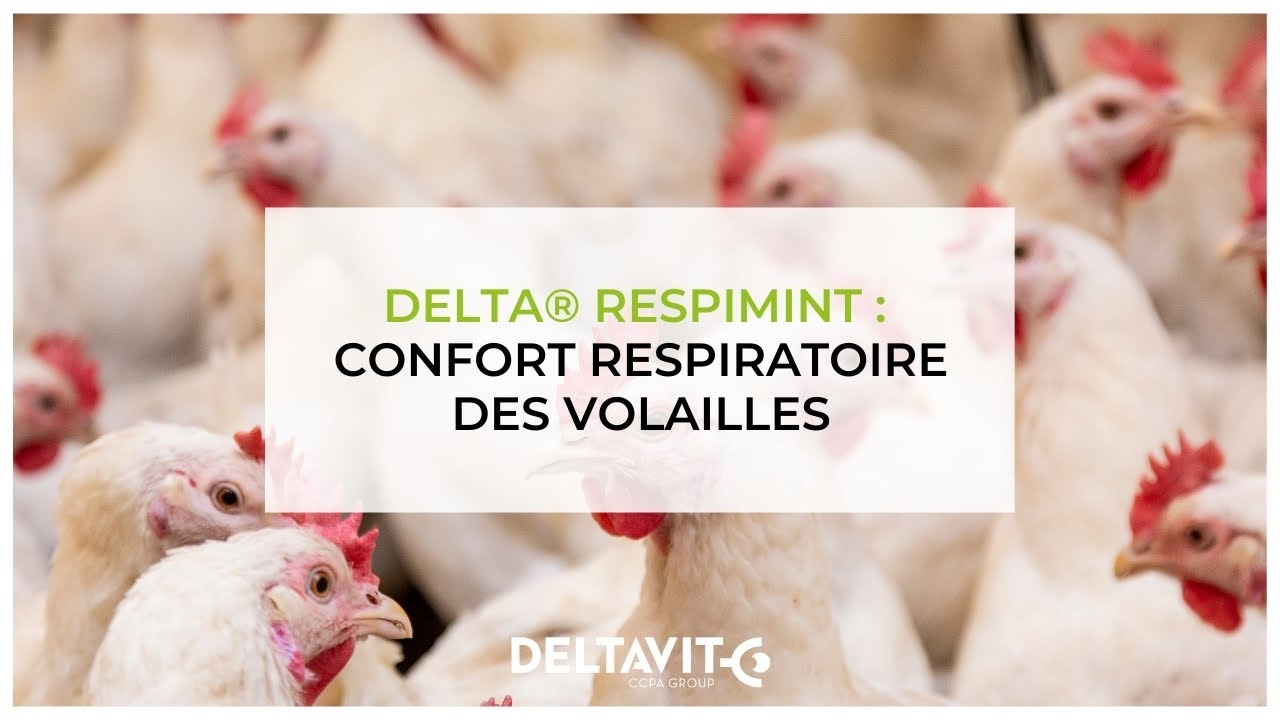Delta® Respimint : confort respiratoire des volailles - YouTube