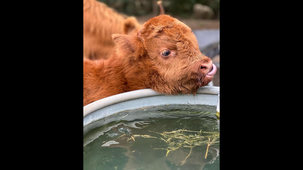 Feeding Our Newborn Mini Calf! #minicow - YouTube