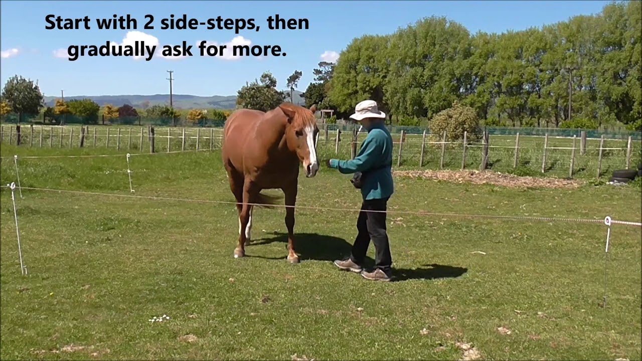 #264 HorseGym with Boots SIDESTEPPING Clip 2 - YouTube