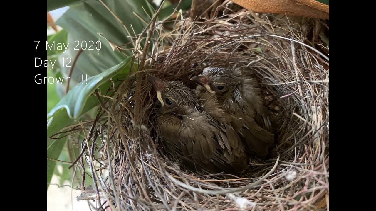 New born bird's journey - YouTube