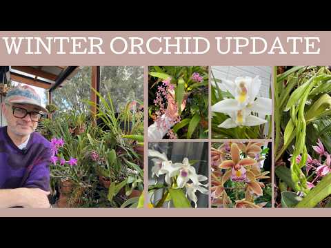 Winter Orchid Update!