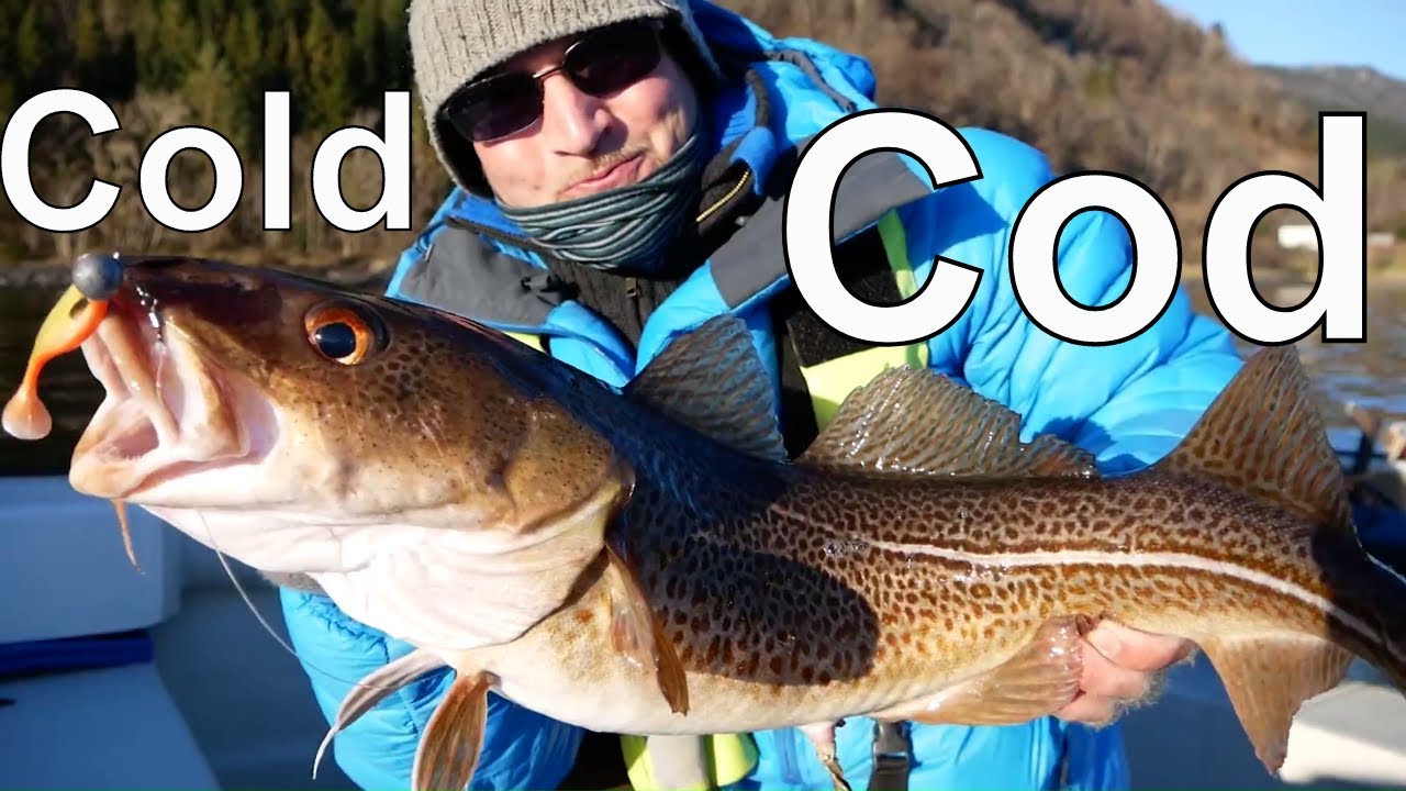 "Cold Cod" Angeln auf Dorsch im Januar in Norwegen.(engl. subtitles ...