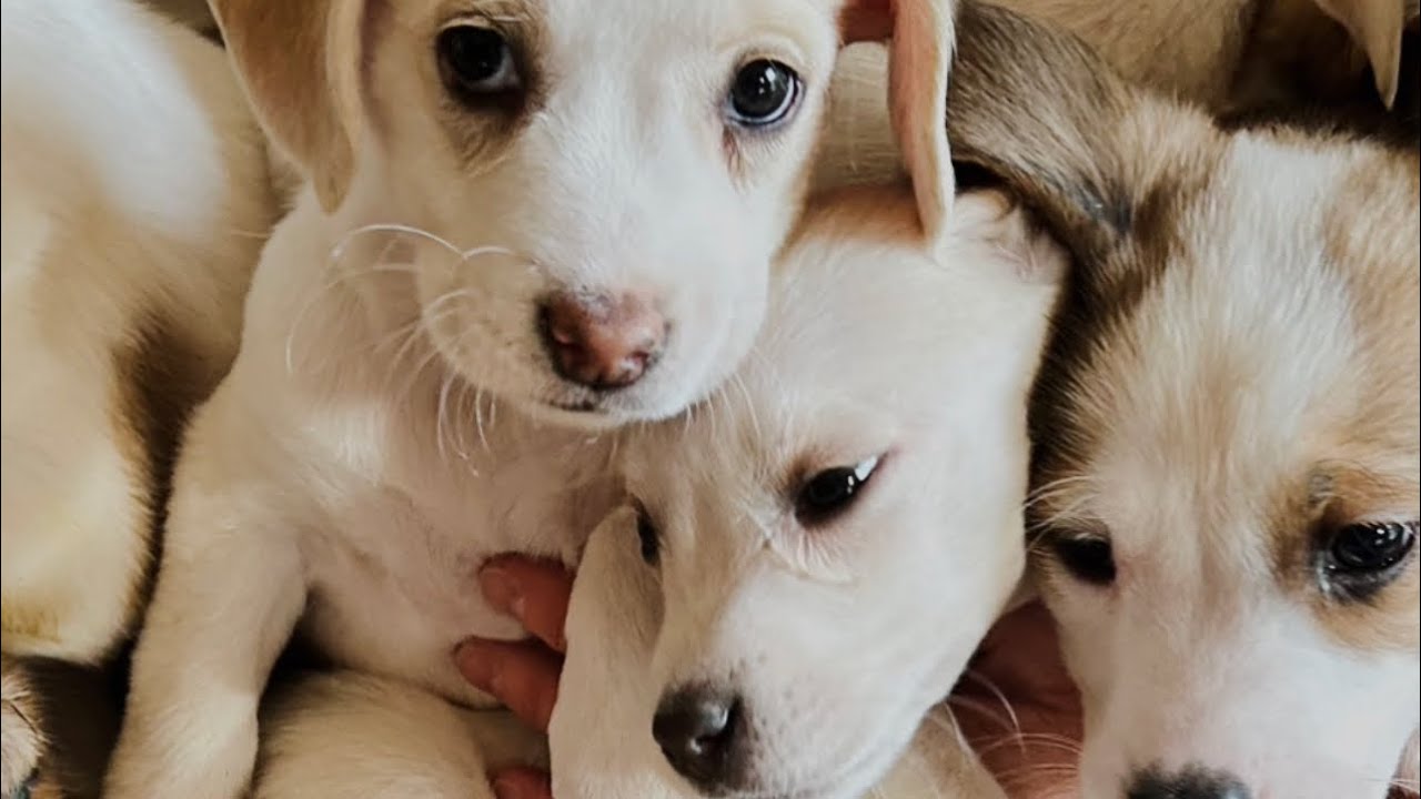Night before Adoption Event -The F Litter - YouTube