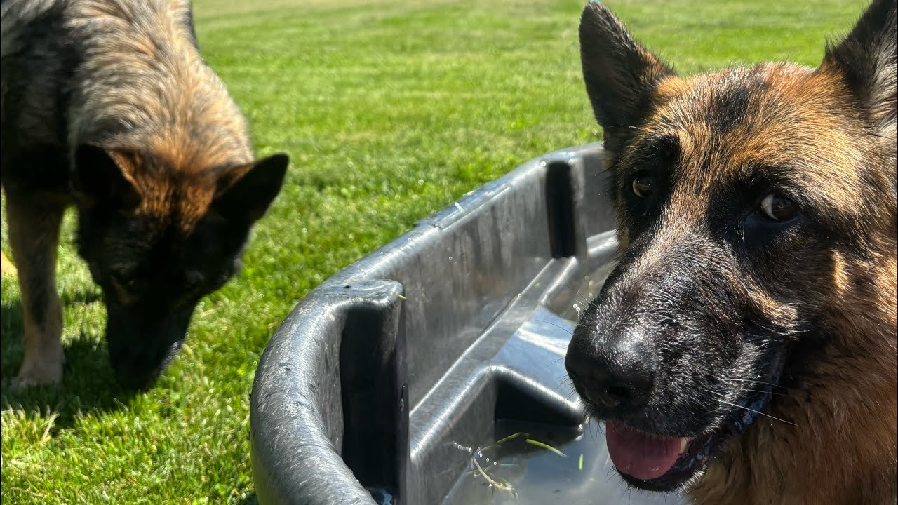 The Ultimate Dog Pool time! - YouTube