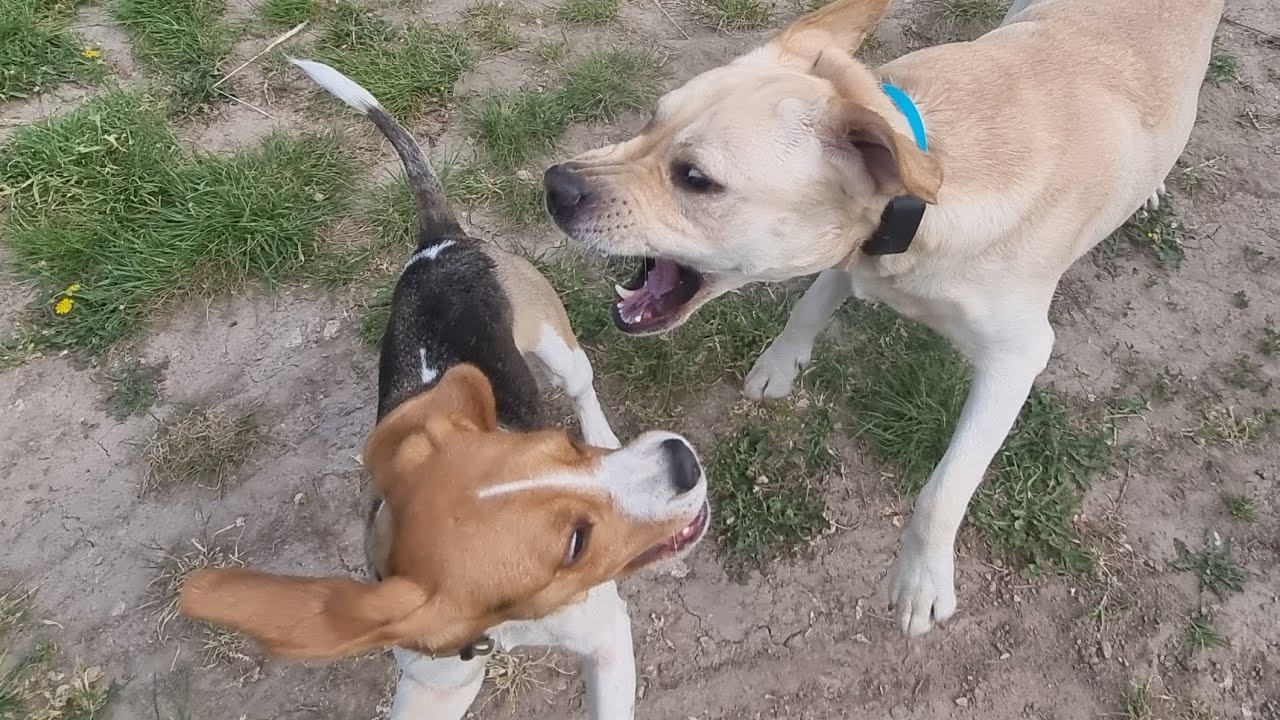 Labrador Troy and his friends (Beagle Bimbo) - YouTube
