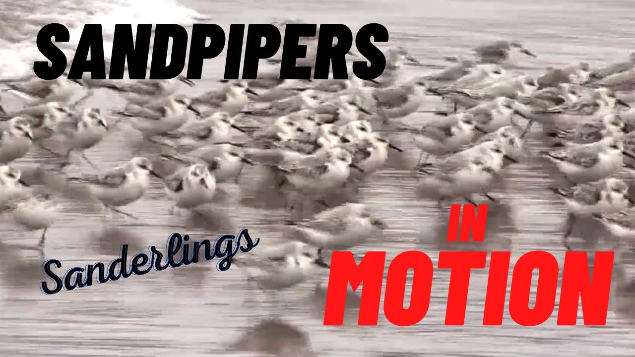 AMAZING SANDPIPERS IN MOTION - Piper - Sanderlings on Beach Calling ...