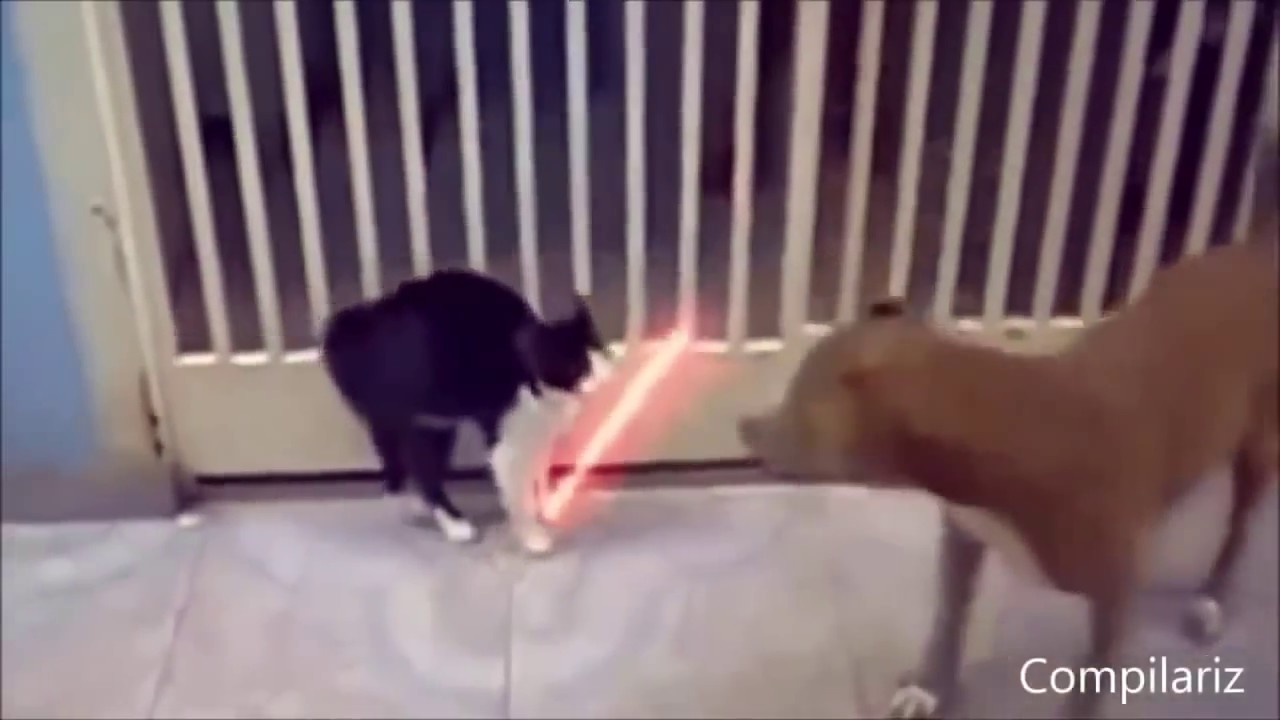 Funny Cats Compilation Best Funny Cats Fails Compilation Funny
