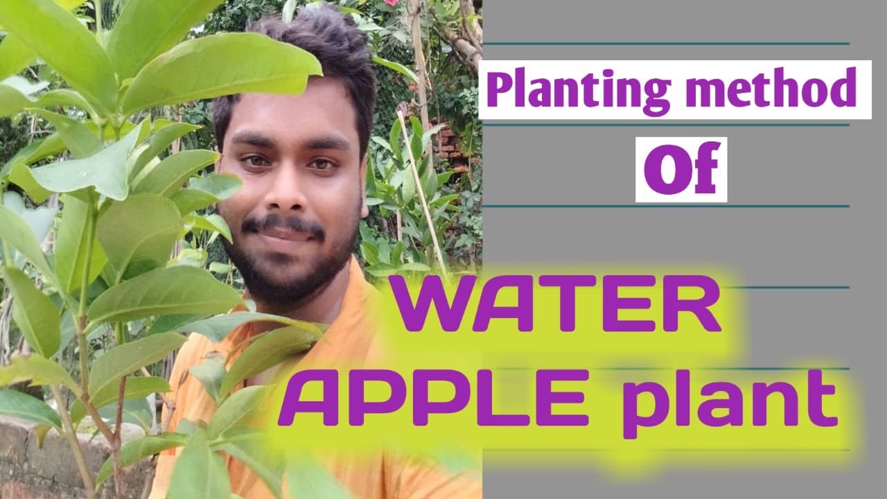 Plantation of White Jamrul plant (Water apple or java apple) at Home ...