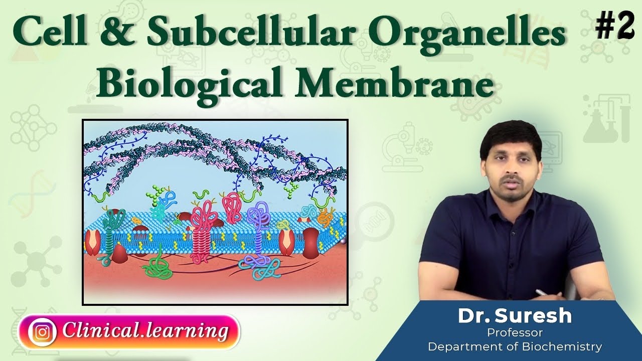 2. Biological Membrane Animation | Structure & Functions | Cell ...
