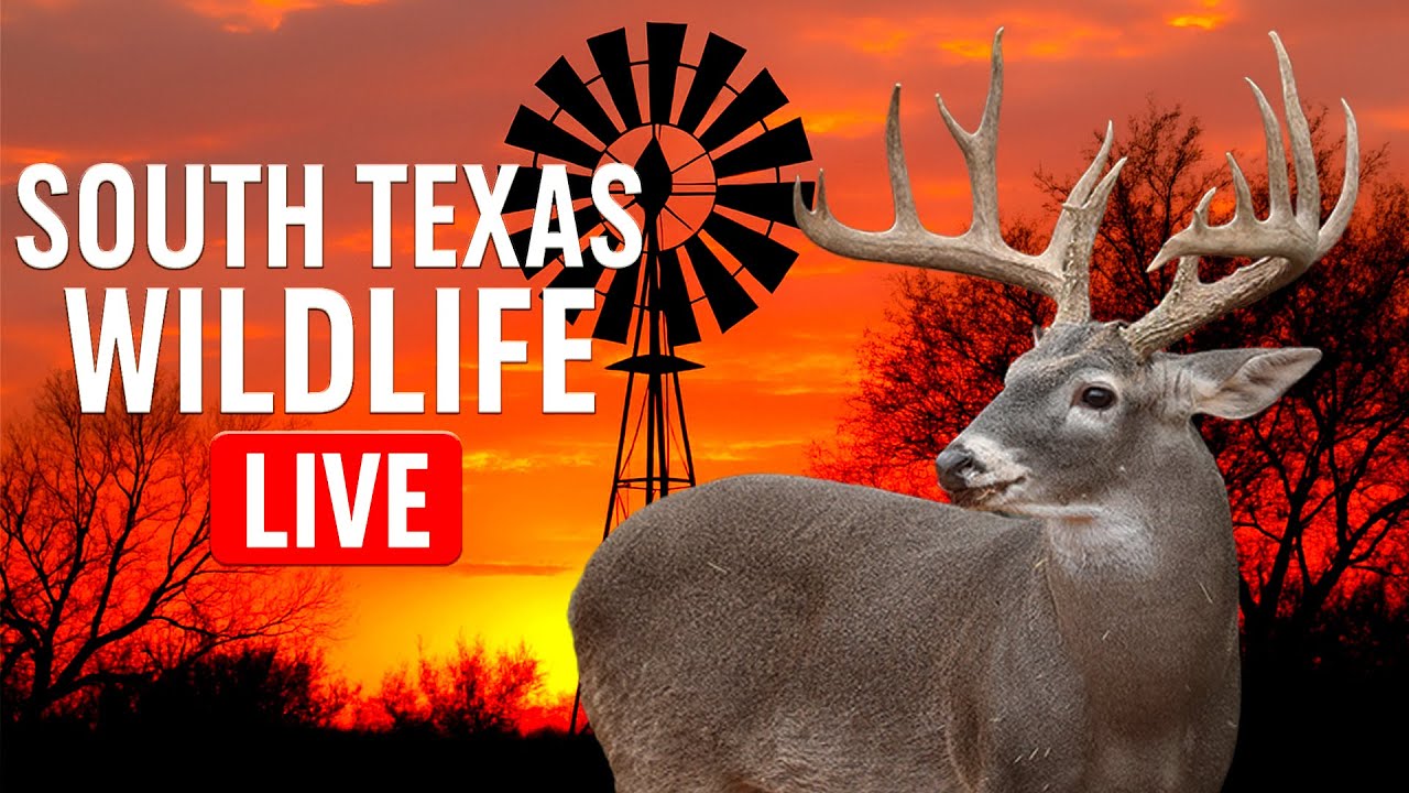 South Texas Wildlife Live Stream! - YouTube