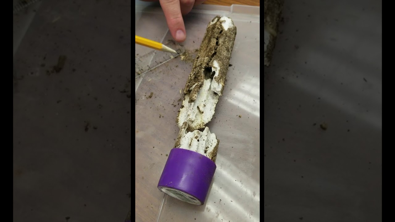 Termite Bait Prevents Molting Leading to Colony Death - YouTube