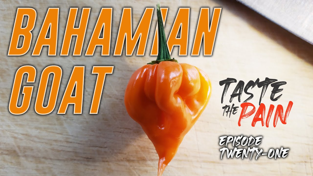 Bahamian GOAT Pepper Review - Taste The Pain - Episode 21 - Hot Pepper ...