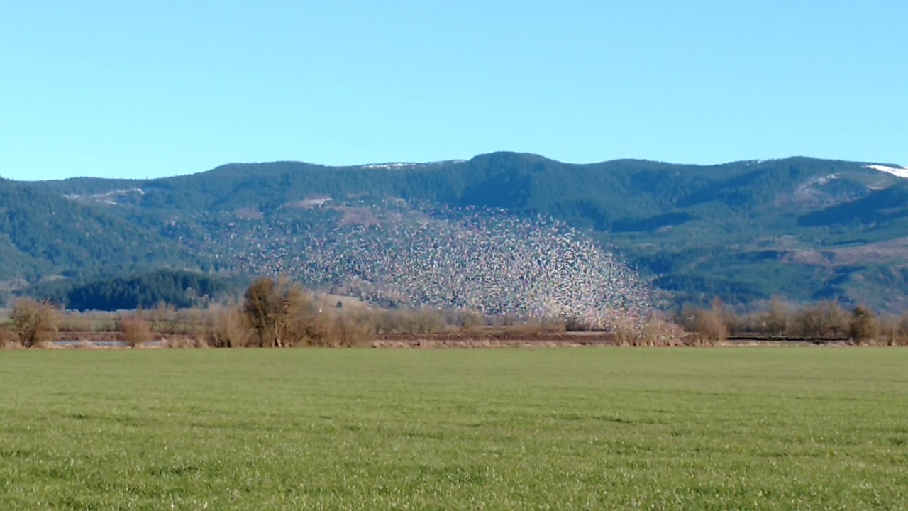 Dunlin Murmuration at Diamond Hills Wetlands near Brownsville, Oregon ...