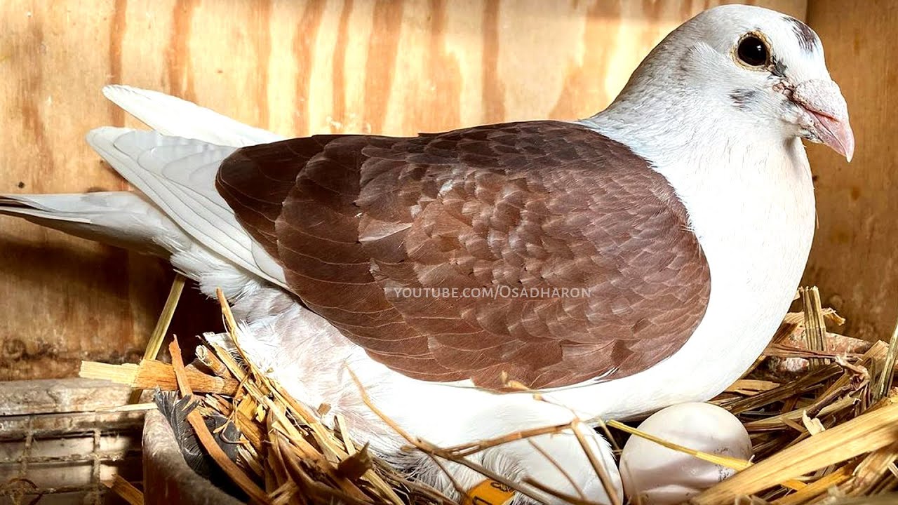 Racer Pigeon Loft | My Racing Pigeons Breeding Loft Activities - YouTube