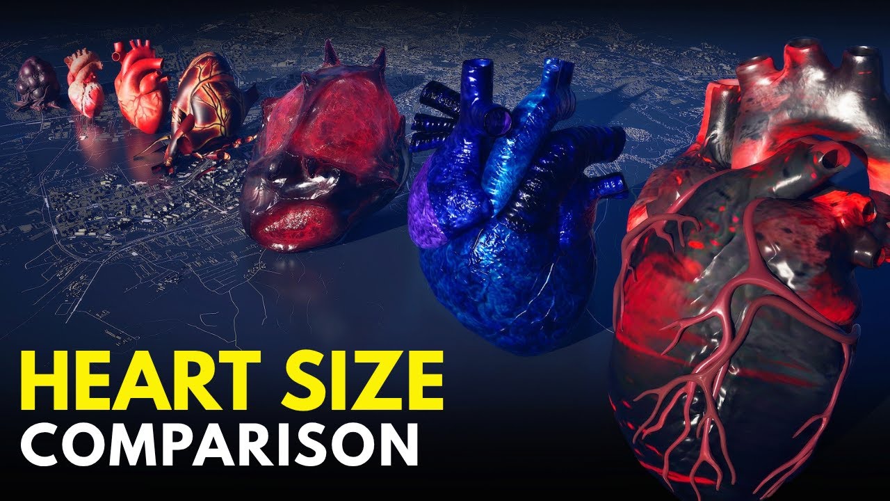 Monster Heart Size 💓🦑🐉 | 3D Comparison of Real & Fictional Creature ...