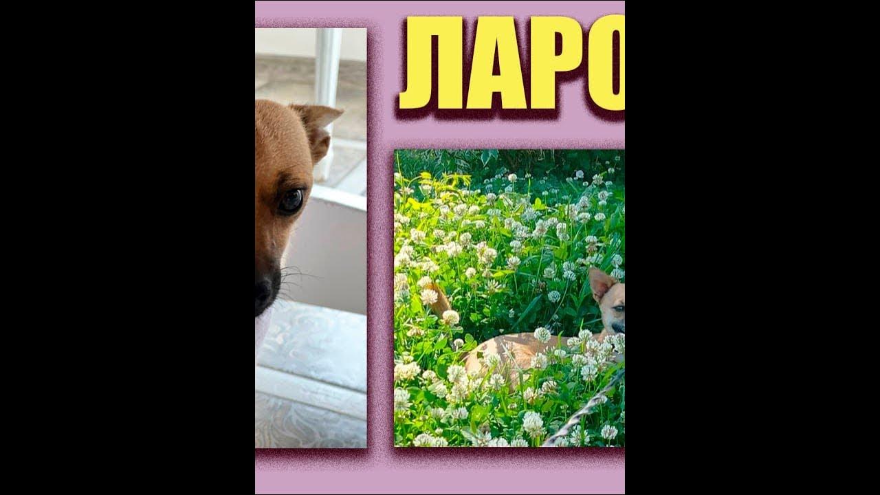 Лара и её Ларисковичи 🥰 - YouTube
