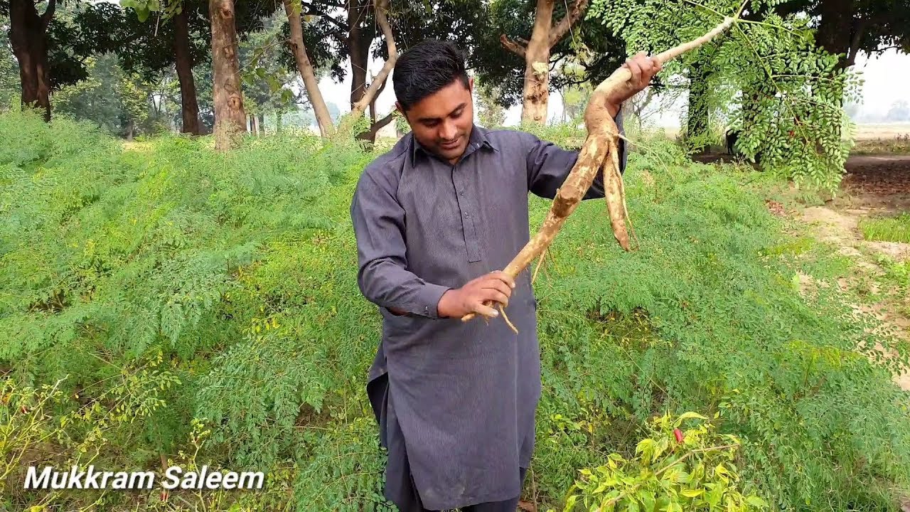 Moringa Pickle Recipe Sohanjna Ki Mooli Ka Achar by Mukkram Saleem | MY ...