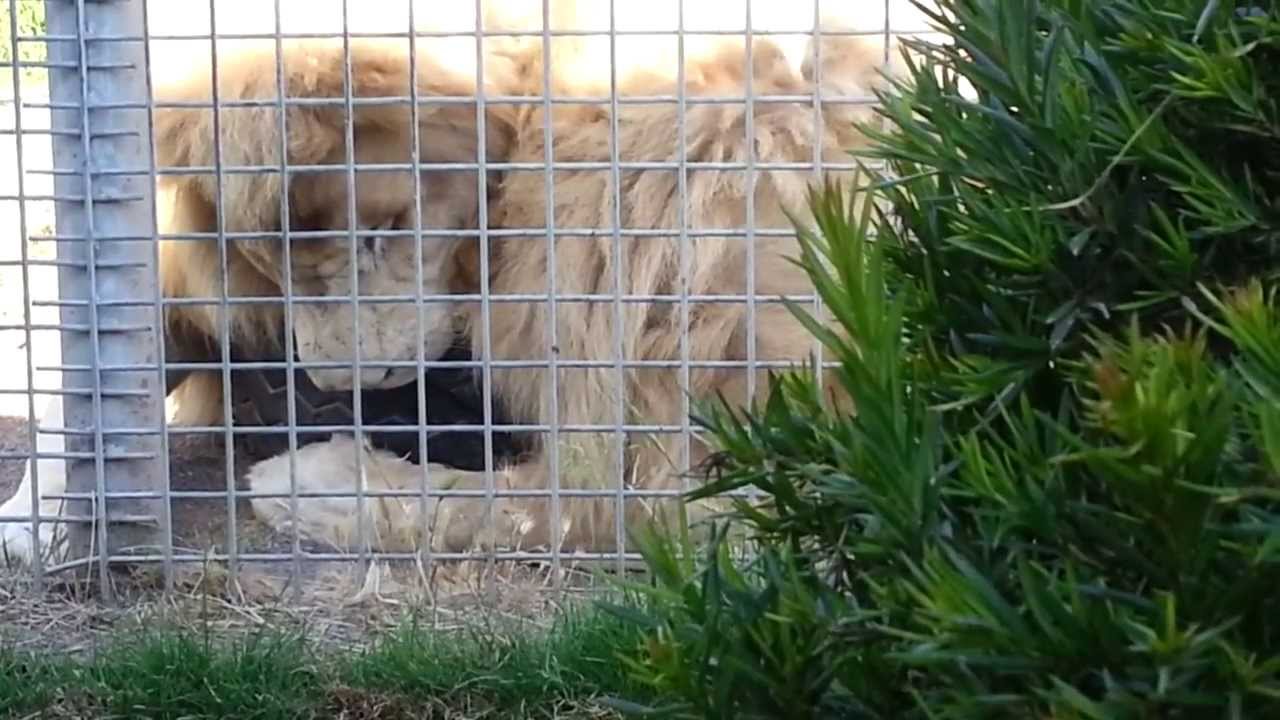 White Lions @ Mansfield Zoo - YouTube