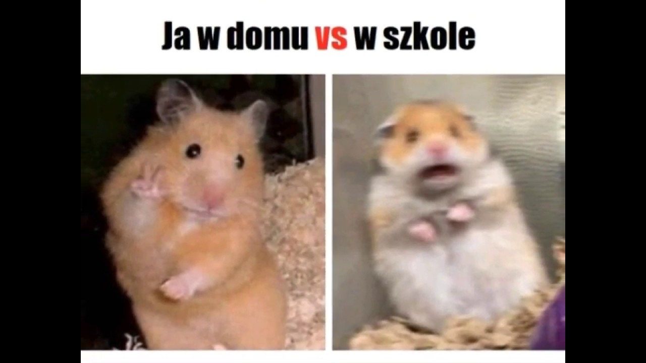 Zabawne memy o chomikach 🐹🐹🐹 - YouTube