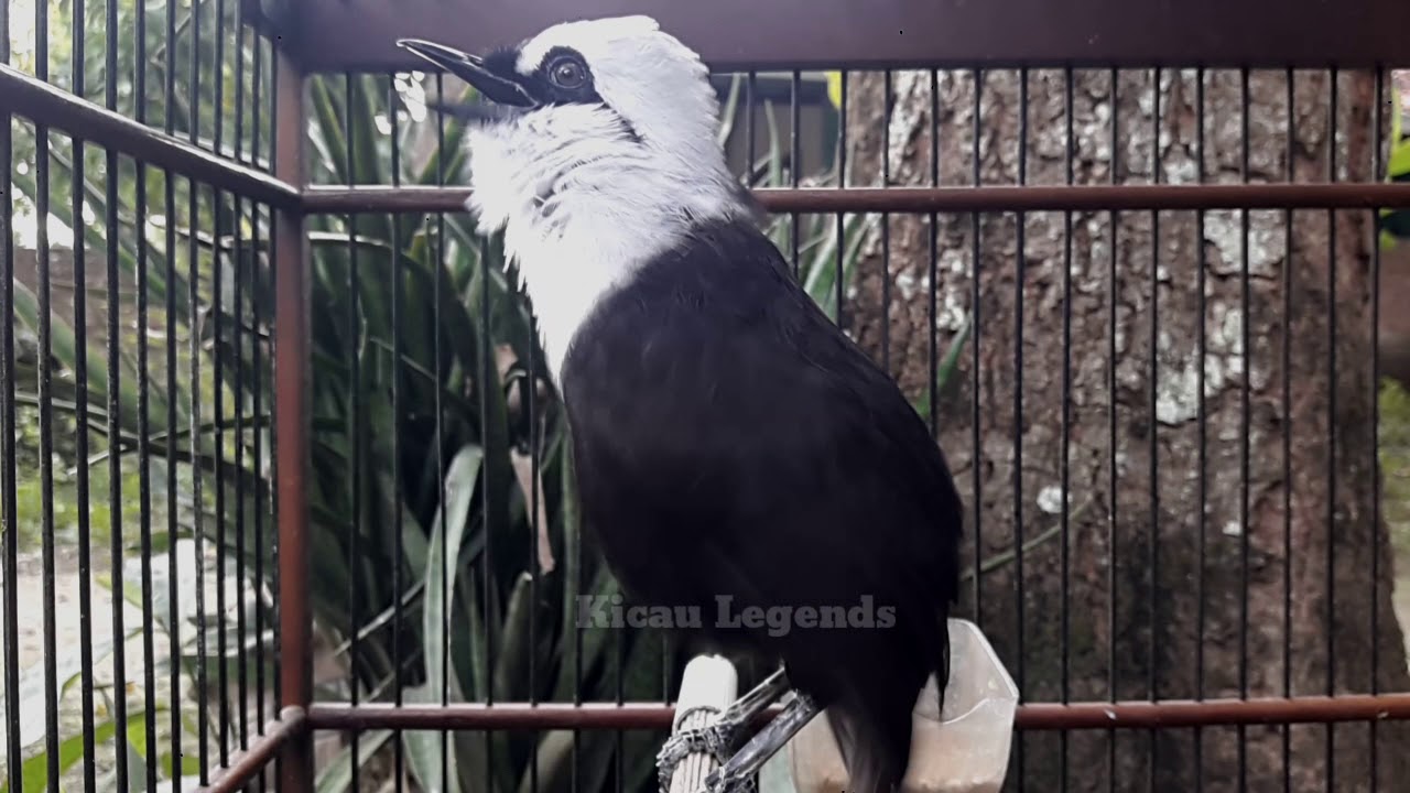 Poksay jambul Sumatra Gacor‼️Kicau Legends - YouTube