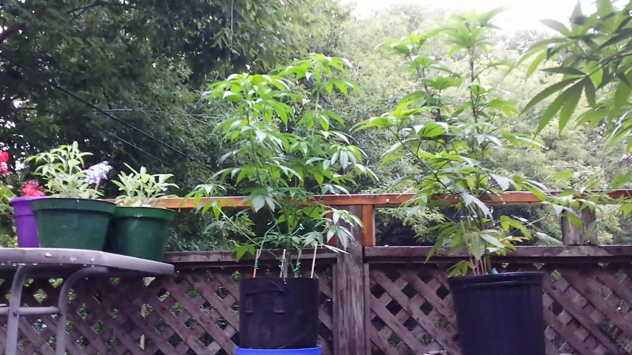 It's raining again. Canadian Outdoor Cannabis grow. Balcony of Weeden ...