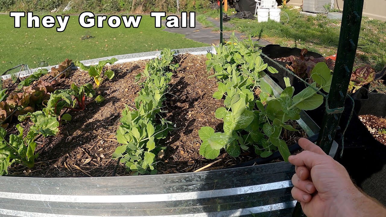 Pea Support Technique - Super Easy! - YouTube