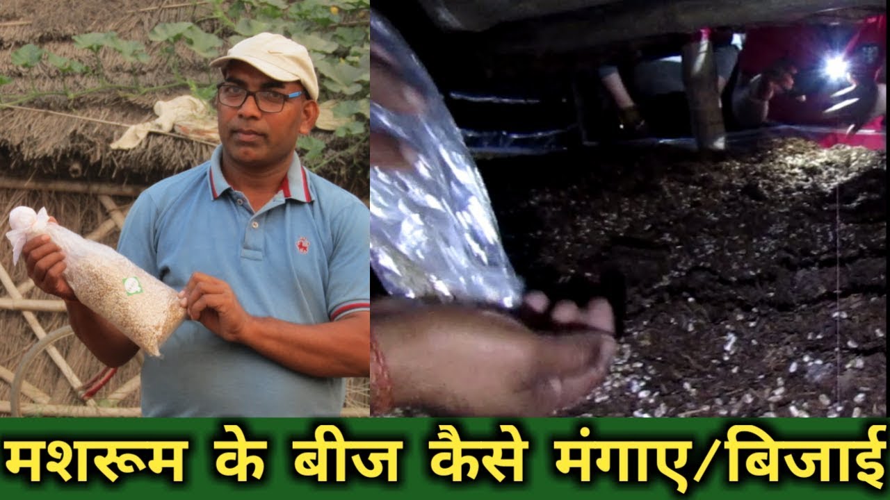 Button Mushroom Spawning Full Detail Button Mushroom Farming In India Hindi Agril Career