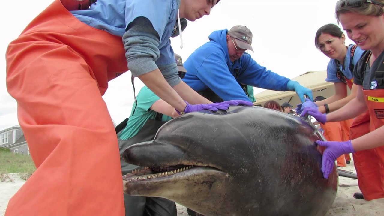 Bottlenose dolphin necropsy in South Yarmouth - YouTube