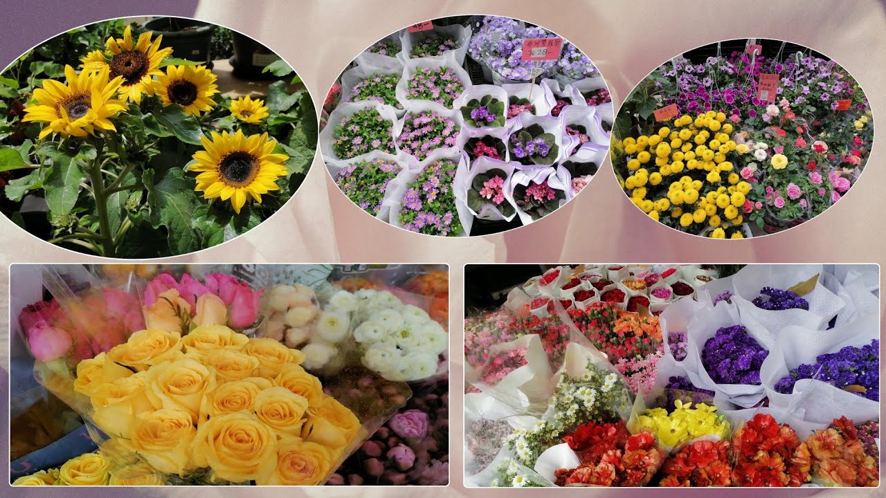 Flower Market @ Prince Edward. Different Variety of Flowers and Plants ...
