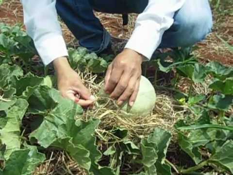 MELON, TECNICAS, PRUEBA DE MADUREZ, DENIS - YouTube