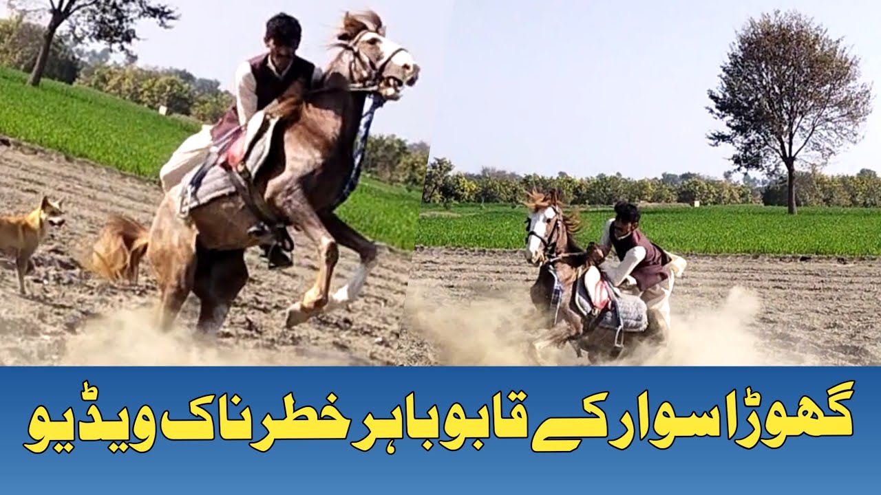 Horse out of the control | Horse riding training - YouTube