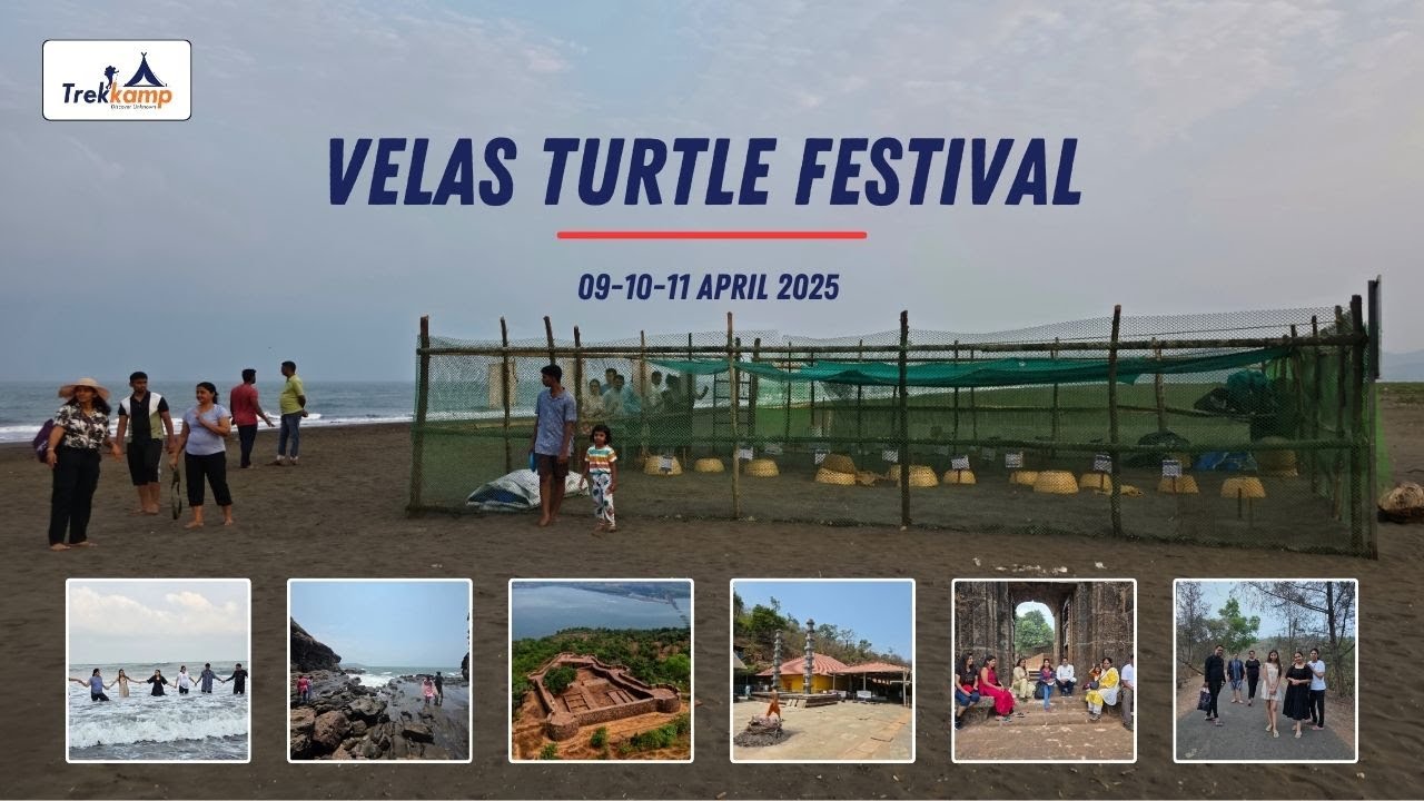 Velas Turtle Festival 2025 | Full Trip | Baby Turtle Hatching, Bankot ...